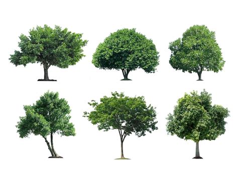 Premium PSD Trees Isolated Transparent Background