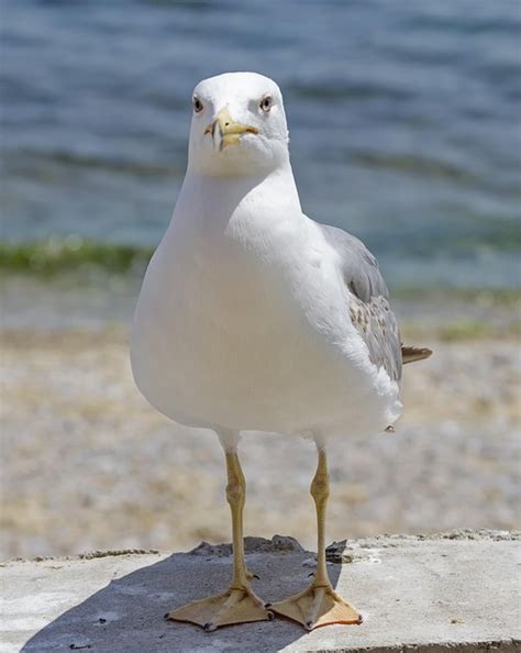 갈매기 해안 해변 Pixabay의 무료 사진