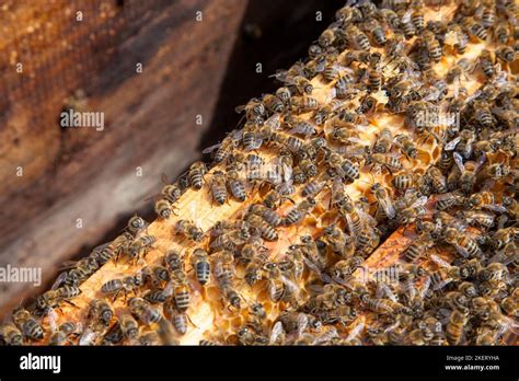 Frames Of A Beehive Close Up View Of The Opened Hive Body Showing The Frames Populated By Honey