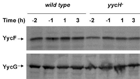 Time Dependent Expression Of Yycf And Yycg In Wild Type And Yych Download Scientific Diagram