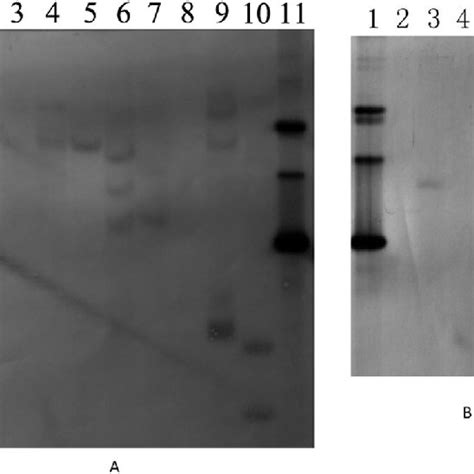 Southern Blot Analysis Of The Transgenic Plants A Lane 1 Wt