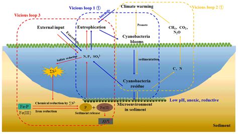 Eutrophication Lake Diagram Deciphering Long‐term Records Of Natural