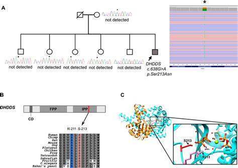 Dhdds C638ga P Ser213asn Heterozygote Variant A Pedigree Of