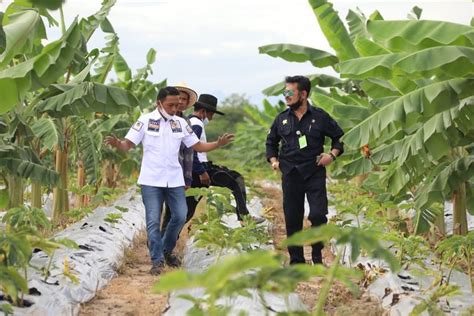 NTP Dan NUTP Agustus 2021 Naik Kementan Bukti Kesejahteraan Petani