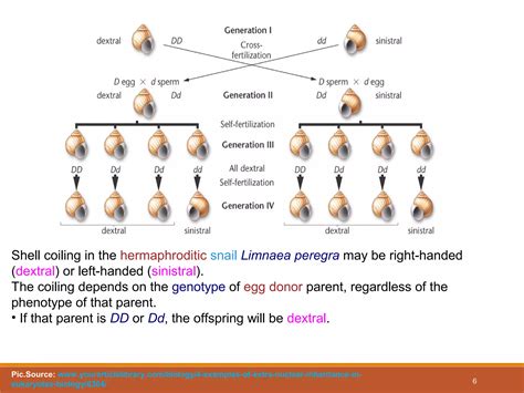cytoplasmic inheritance ppt infertility reproductive health
