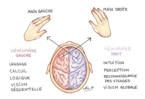 Dessiner Grâce Au Cerveau Droit Aux Couleurs Dalix