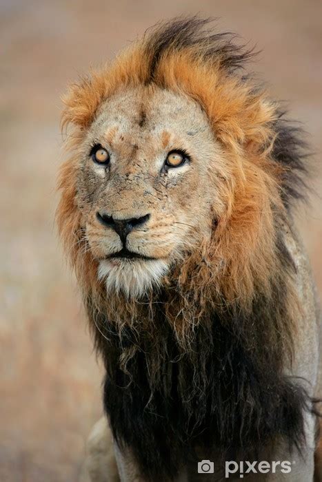 Wall Mural Big Male African Lion Panthera Leo South Africa Pixers