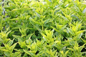 Plantas medicinales para quemar la grasa abdominal y adelgazar muy rápido Nueva Mujer