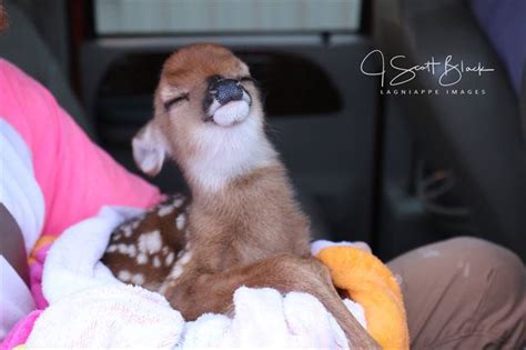 루이지애나 홍수에서 살아 남은 새끼 사슴 한국일보