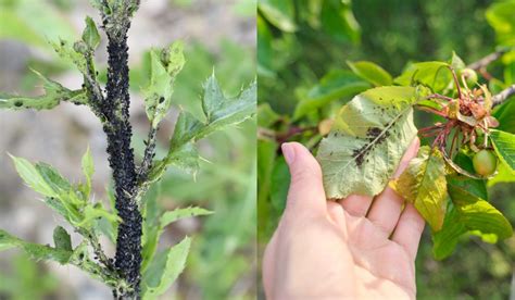 3 Organic Pesticides That Really Work But Only As A Last Resort