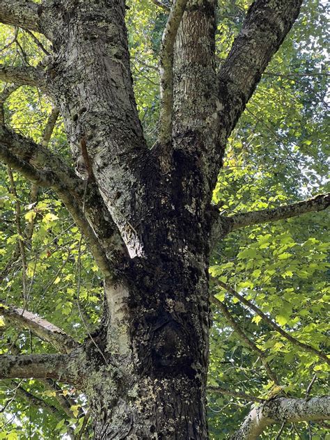 Red Maple Tree Decline R Arborists