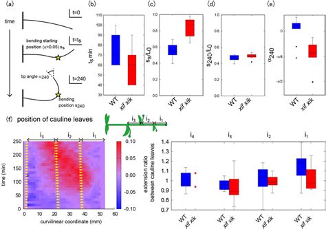 quantification of stem bending during gravitropic response a