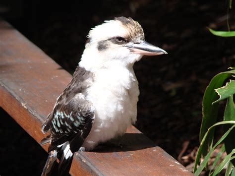 Birds Of Queensland Australia