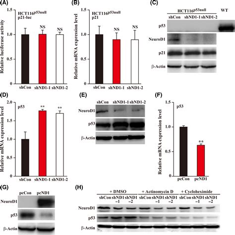Neurogenic Differentiation Factor Promotes Colorectal Cancer Cell Proliferation And