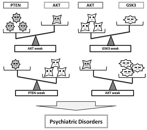 Roles Of PI3K AKT GSK3 Pathway Involved In Psychiatric Illnesses