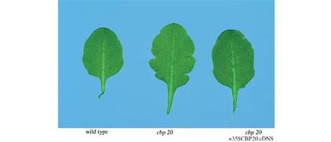 Genetic Complementation Of Serrated Leaf Phenotype Of Cbp20 Mutant