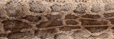Cierre Del Uso De Textura De Piel De Serpiente Para El Fondo Imagen De