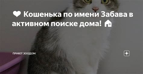 ️ Кошенька по имени Забава в активном поиске дома 🏠 Приют ЗООДОМ Дзен