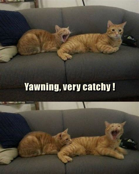 Yawning Very Catchy Lolcats Lol Cat Memes Funny Cats Funny