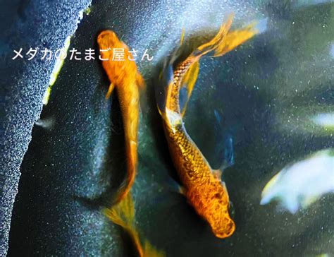 竜章鳳姿（メダカ：りゅうしょうほうし）の特徴、飼育、繁殖、値段、売っている場所なとについて徹底解説！ Aruna（アルーナ）no1ペット