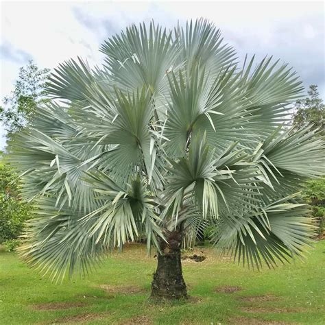 How To Grow The Bismarck Palm Tree Bismarckia Nobilis Artofit