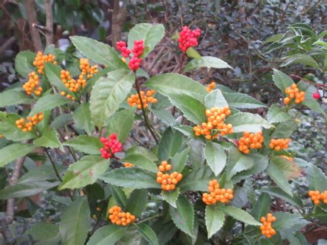 不入斗の町会長から頂戴したセンリョウ もといブログ