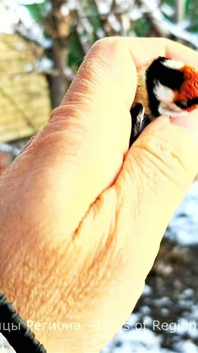 The Best Goldfinches Arrive In Winter Bird Migration Goldfinch Shorts Goldfinch Youtube