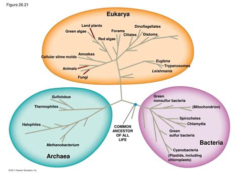 Ppt Phylogeny And The Tree Of Life Powerpoint Presentation Free Download Id 824984