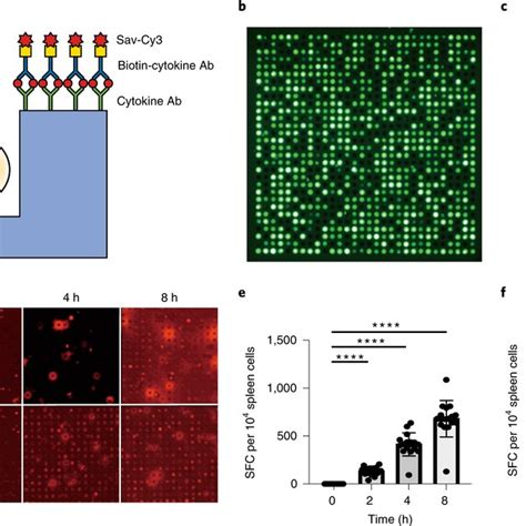 Detection Of Cytokine Secreting T Cells In A Microwell Array Chip A Download Scientific