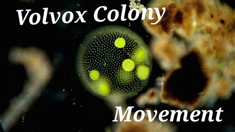 Volvox Dark Field Microscopy