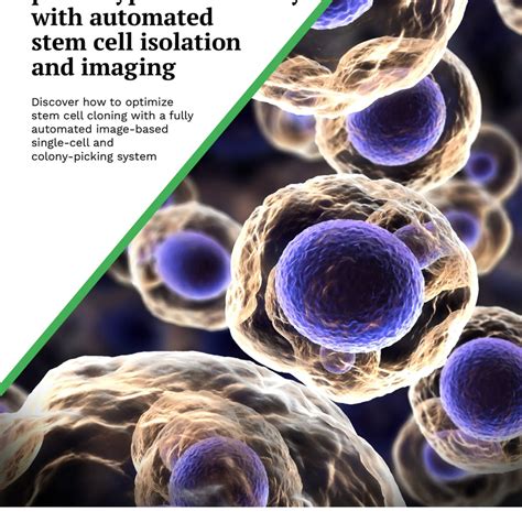 A Comprehensive Guide To Maintaining Phenotypic Consistency With