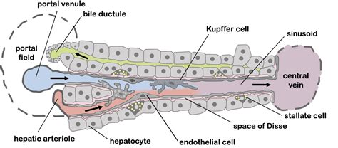 Liver Cells Structure And Function