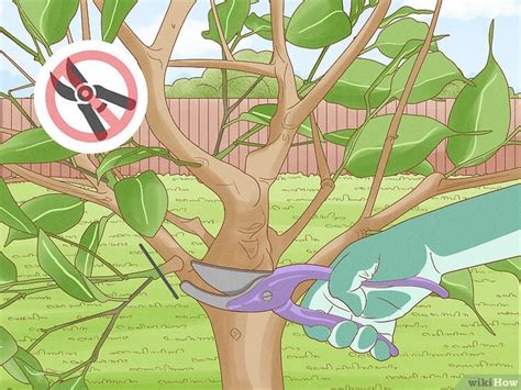 How To Prune A Ficus Tree Ideal Times Pruning Techniques