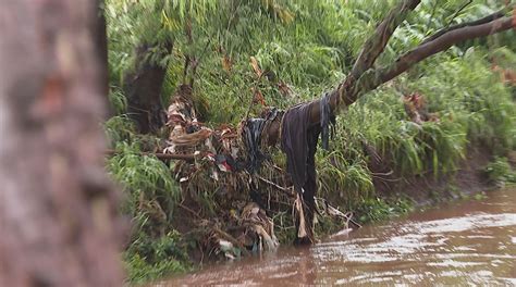 Temporal derruba árvores e causa novos transtornos em Ribeirão Preto