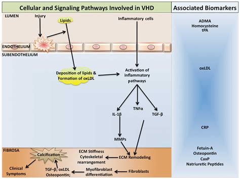 Pathophysiology Of Valvular Heart Disease Review