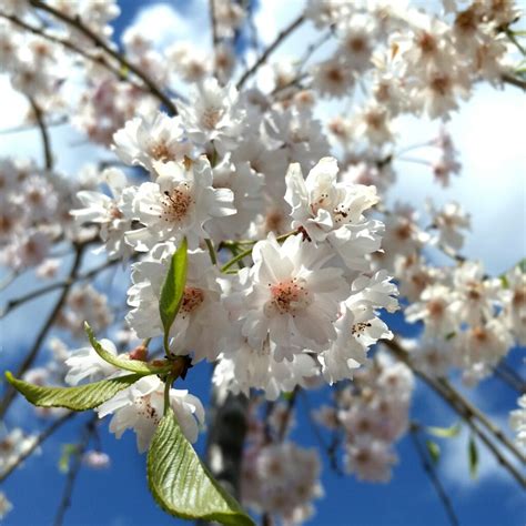 Prunus Subhirtella Pendula Weeping Cherry Mid Valley Trees
