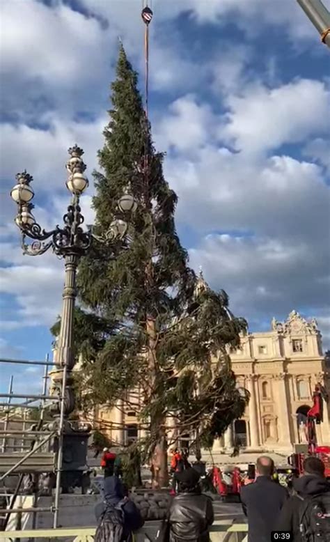 E Arrivato In Piazza San Pietro L Albero Di Natale Donato Da Macra Al
