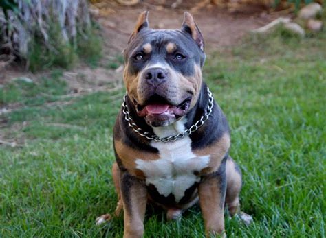 אמריקן בולי American Bully עמוד 6 מידן כחלון