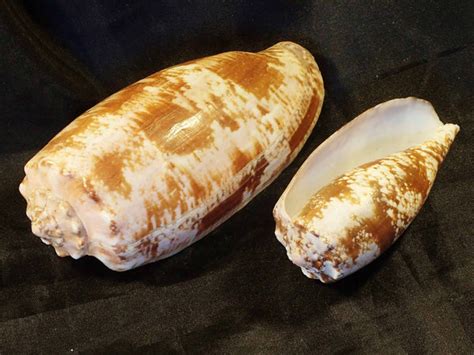 Deadly Cone [seashells Natural] Naturally Wild Australia