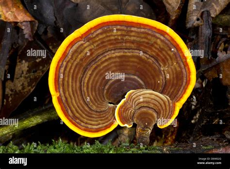 Ganoderma Fungus Growing In Rainforest Ecuador A Less Well Known Relative Of The Medicinal