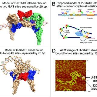 PDF A New Role For STAT3 As A Regulator Of Chromatin Topology