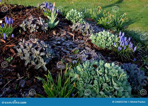 árvores Plantadas Em Colinas Circulares Pequenas São Plantados