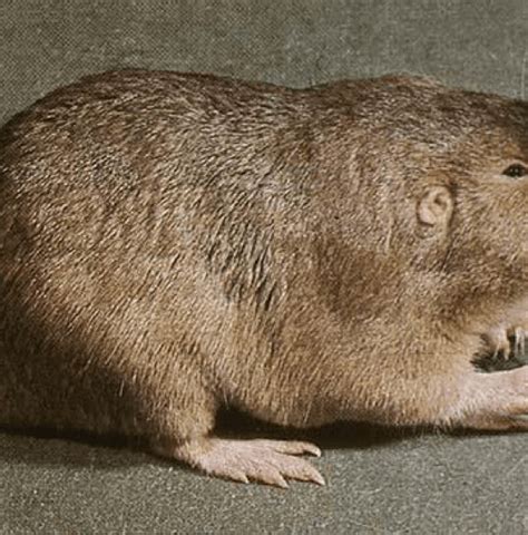 Geomys Bursarius Plains Pocket Gopher Cowling Arboretum Carleton