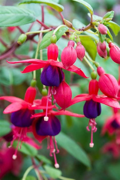 Flor Brinco De Princesa Lindas E Exuberantes Cultivo De Plantas Fucsia Flor Flores