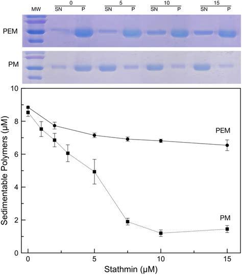 Effect Of The Buffer On Stathmin Depolymerizing Activity Samples