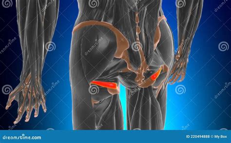 Gemellus Inferior Anatomy Function And Clinical Significance In Hip
