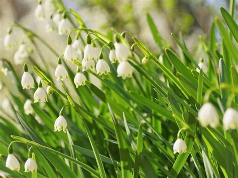 スノーフレーク鈴蘭水仙の育て方｜球根の植え方や時期は？ Horti 〜ホルティ〜 By Greensnap