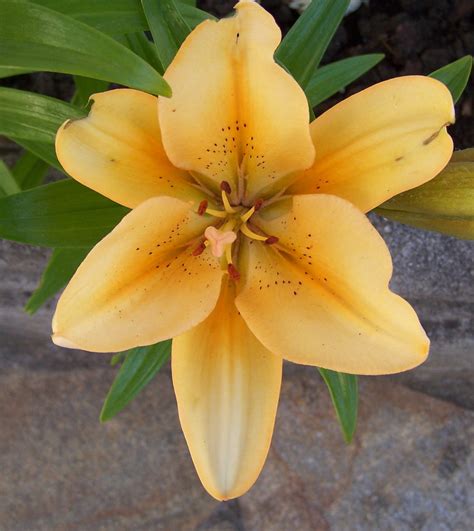 Imágenes de flores y plantas Azucena