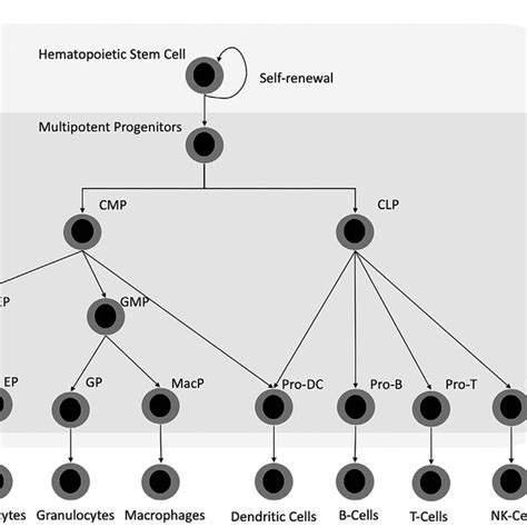 Comparing Human Vs Murine Cell Surface Markers For Hematopoietic Stem Download Scientific