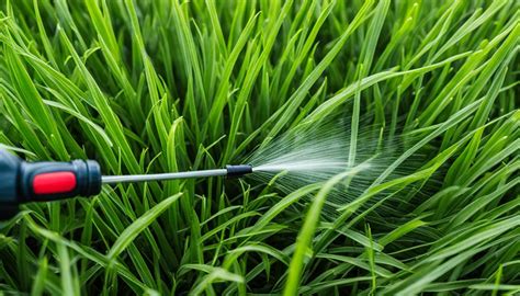 Combat Fungus In St Augustine Grass Effectively